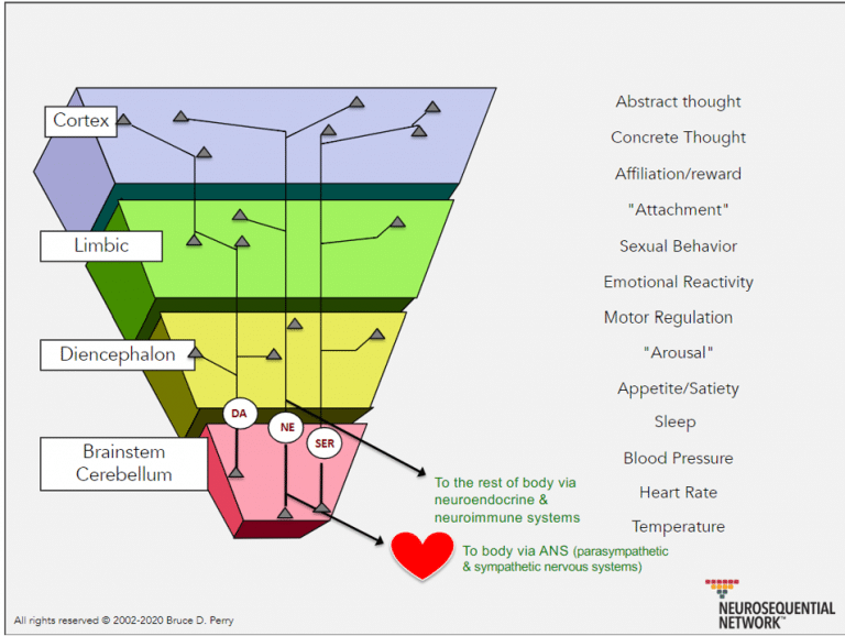 perry neurosequential - Carrying Matters