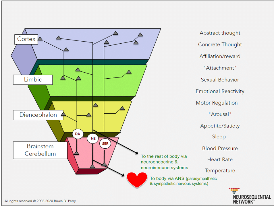 perry neurosequential - Carrying Matters