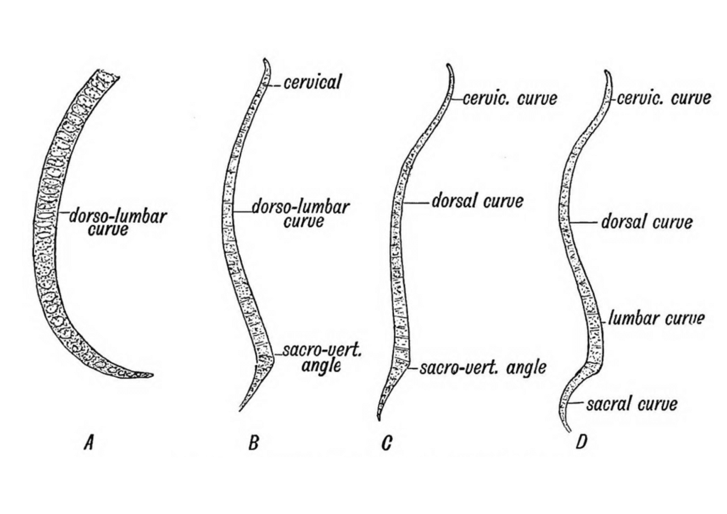 Basic Anatomy - The shape of baby's body - the spine - Carrying Matters